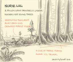 Nurse log - Sketchplanations