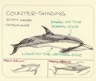 Counter-shading - Sketchplanations