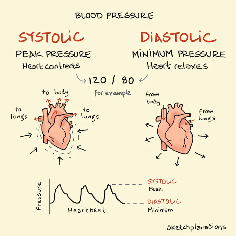 Systolic and Diastolic Blood Pressure - Sketchplanations