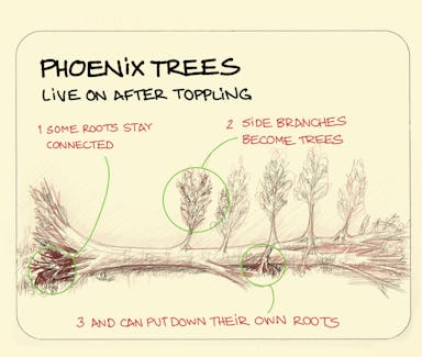 Phoenix trees - Sketchplanations