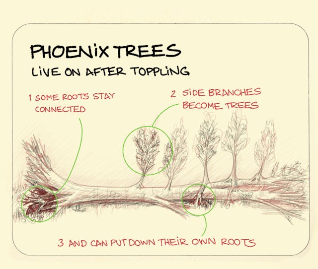 Phoenix trees - Sketchplanations