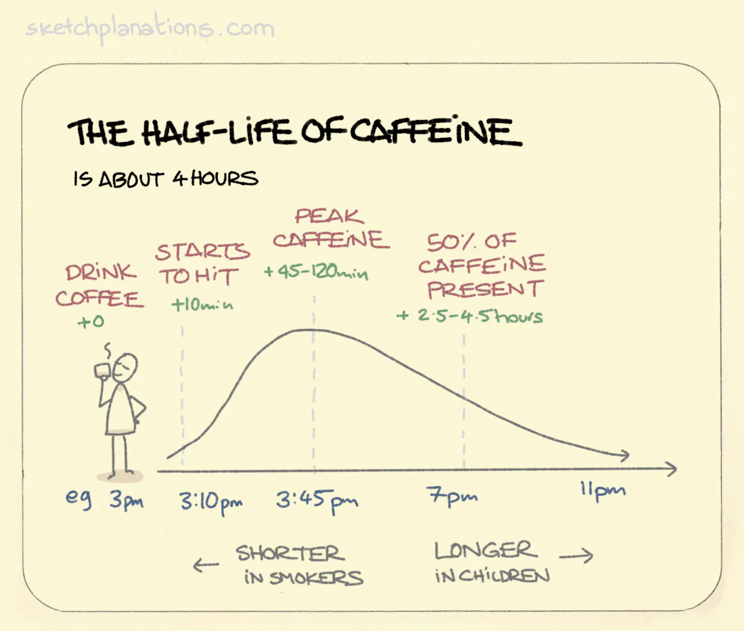 The half-life of caffeine - Sketchplanations