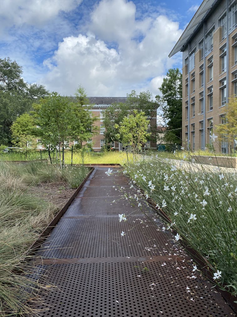 Tulane Native Gardens | SMM