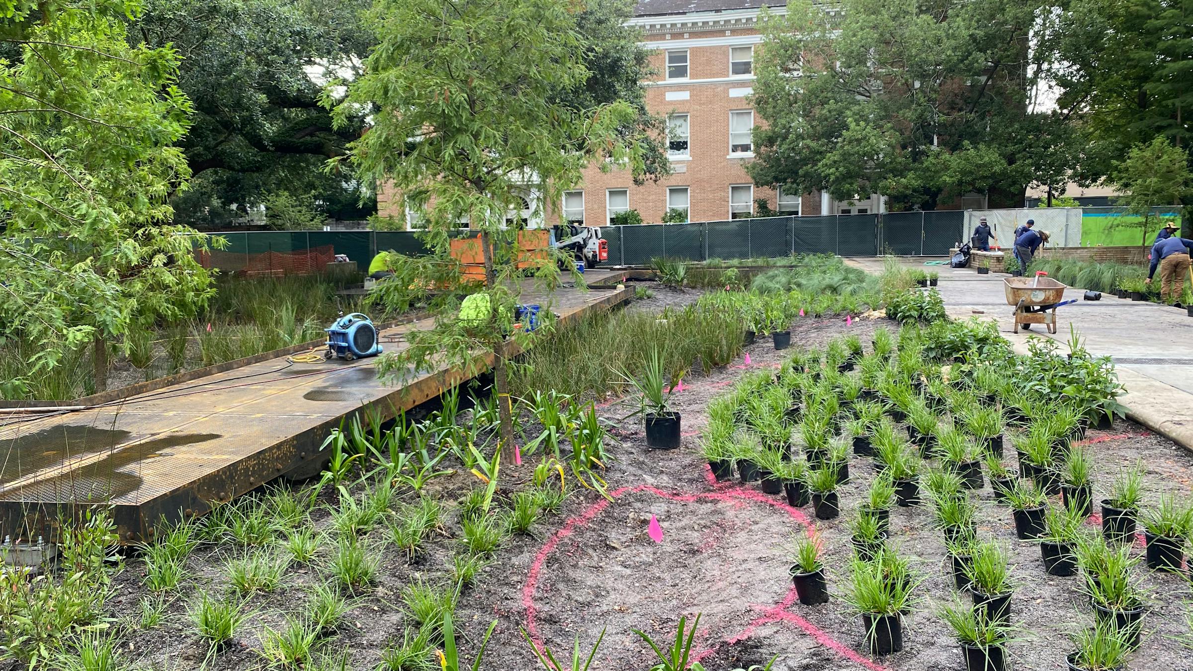 Tulane Native Gardens | SMM