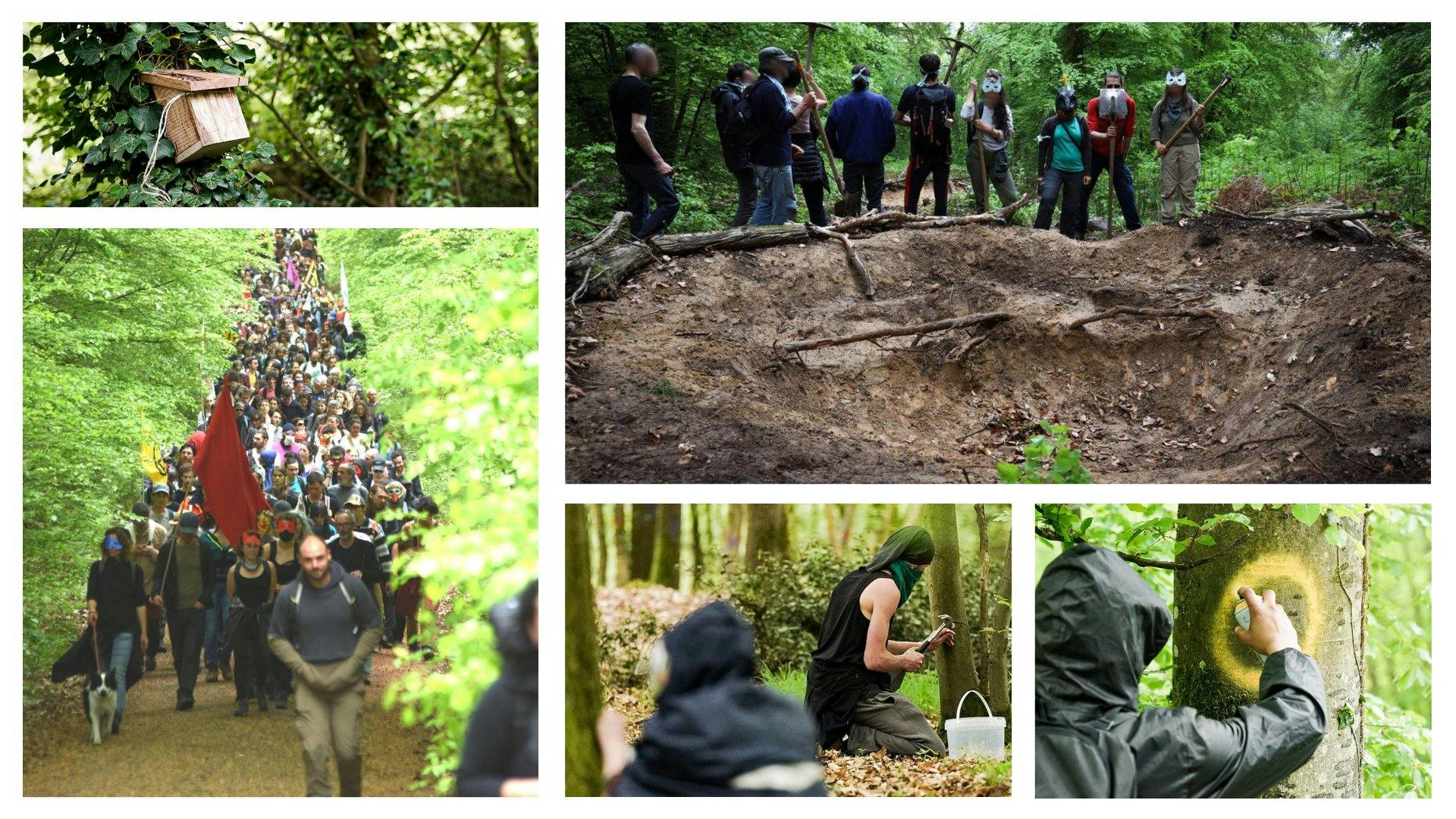 Des actions pour défendre et densifier la forêt face aux tronçonneuses
