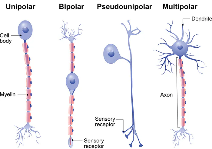 Connector Neuron Function