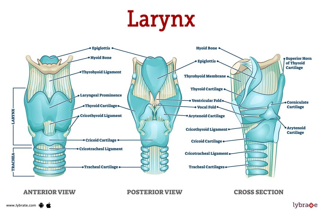 Larynx Cartilage Type Laryngeal Cancer Treatment: Robert H. Lurie