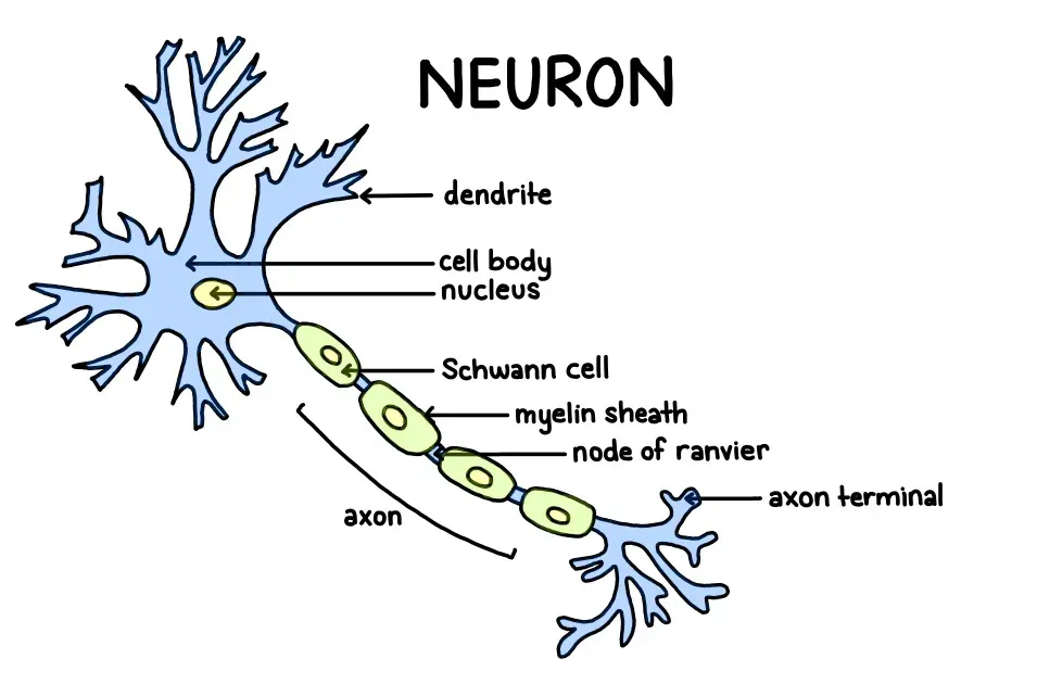 Multipolar Neuron Labeled Axon Terminal