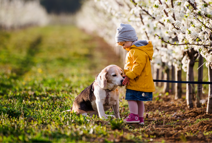 Pet Insurance for Dogs & Cats | Spot Pet Insurance