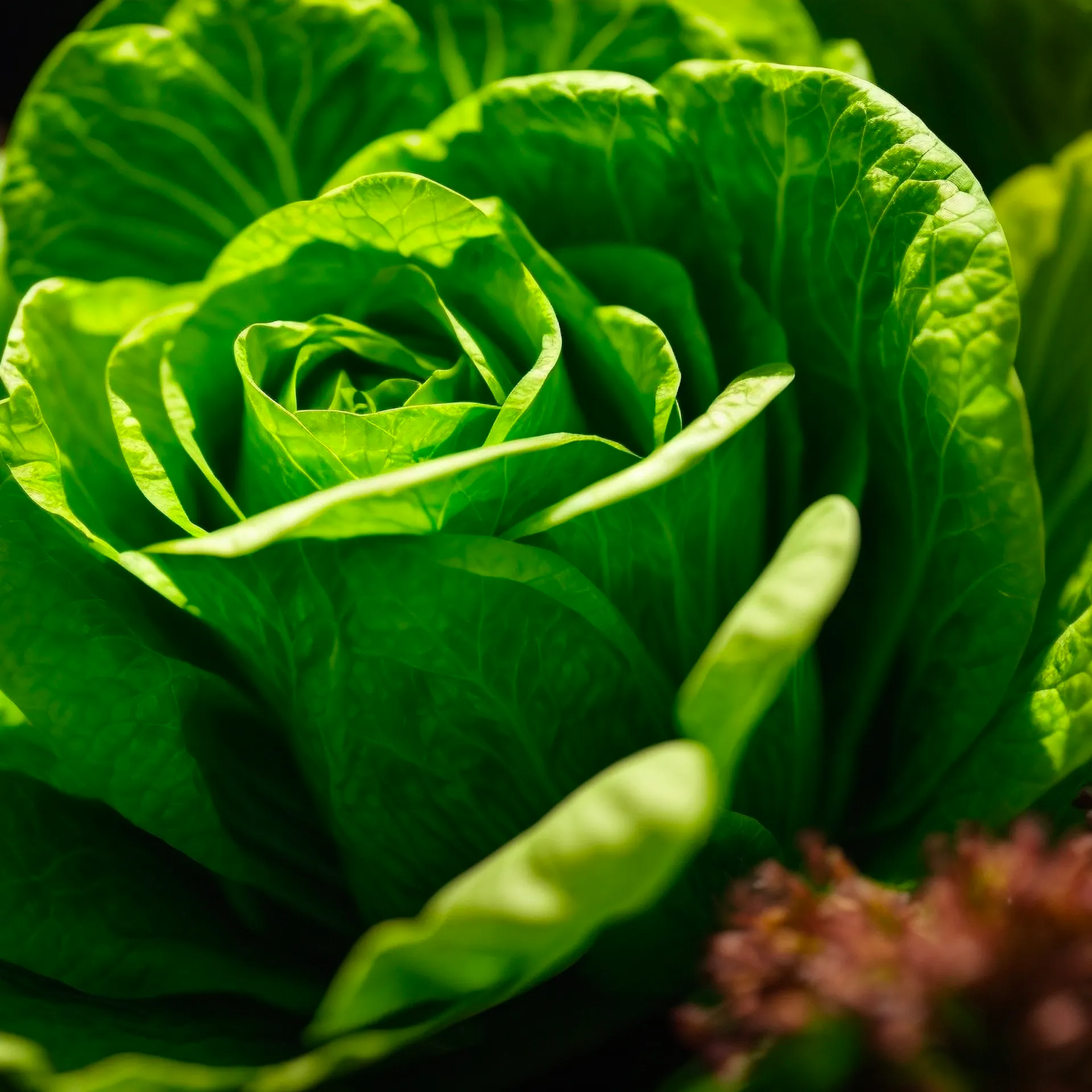 Stacked Farm® — The future of fresh produce