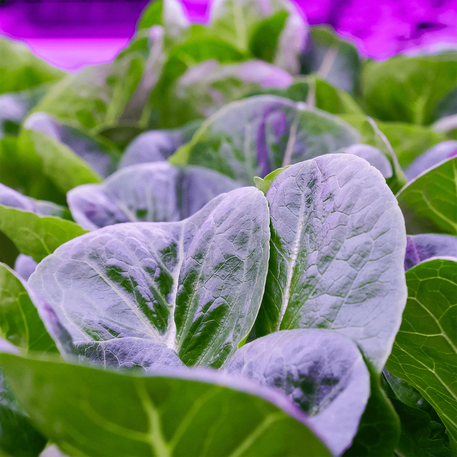 Stacked Farm® - The future of fresh produce