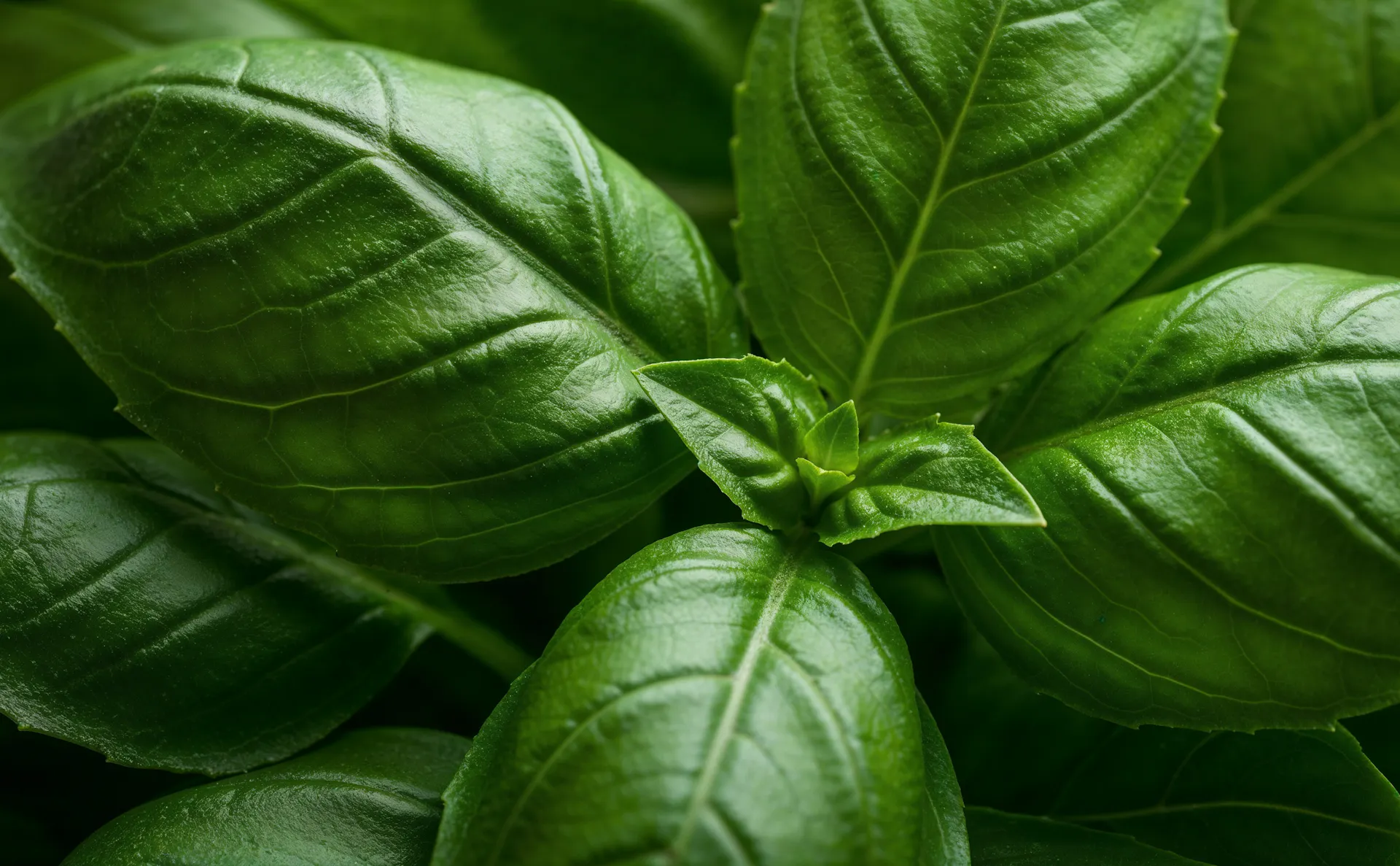 Stacked Farm® — The future of fresh produce