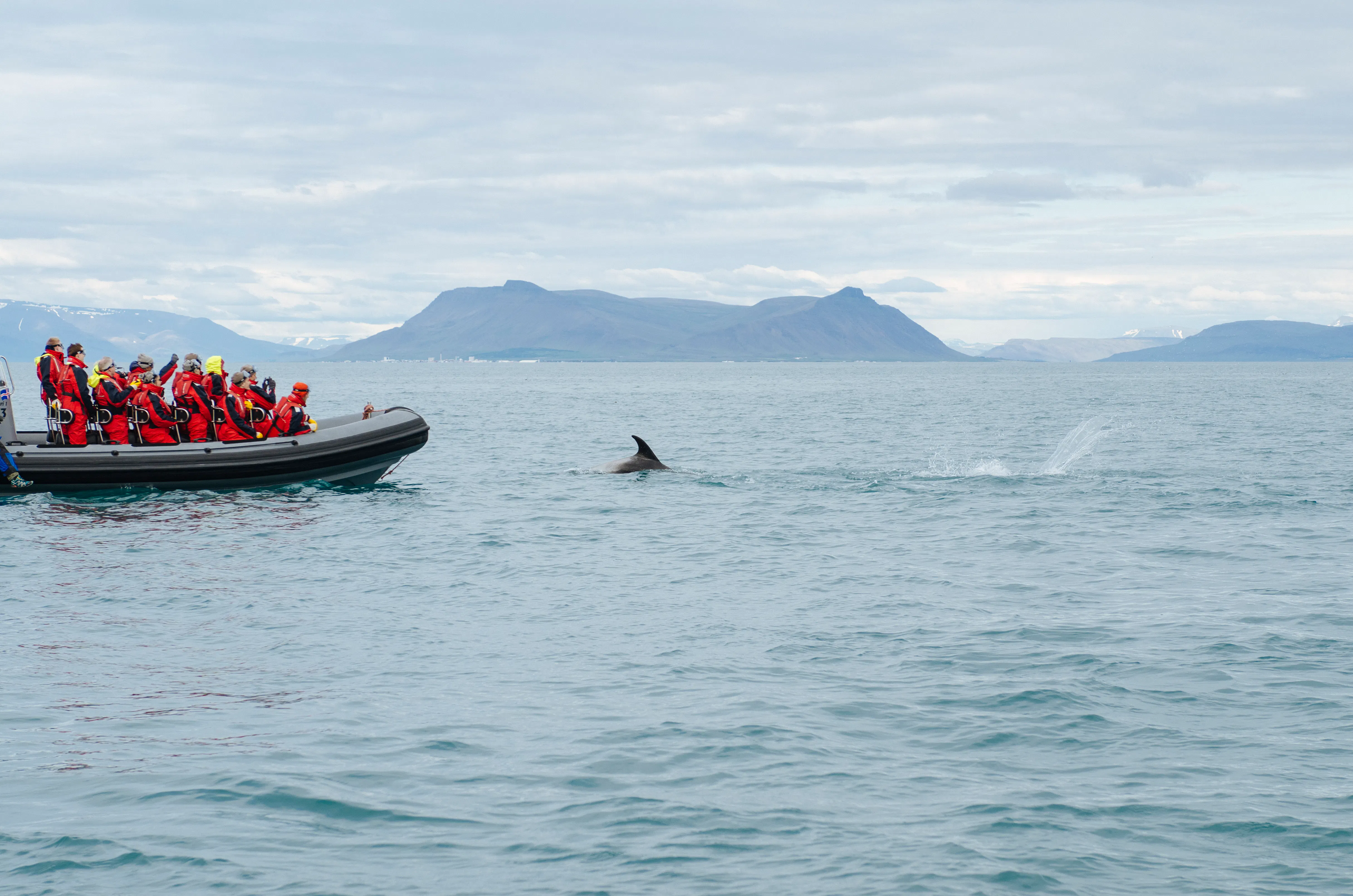 RIB safari - Whale watching trip in Iceland for Stag groups - Rib boat ...