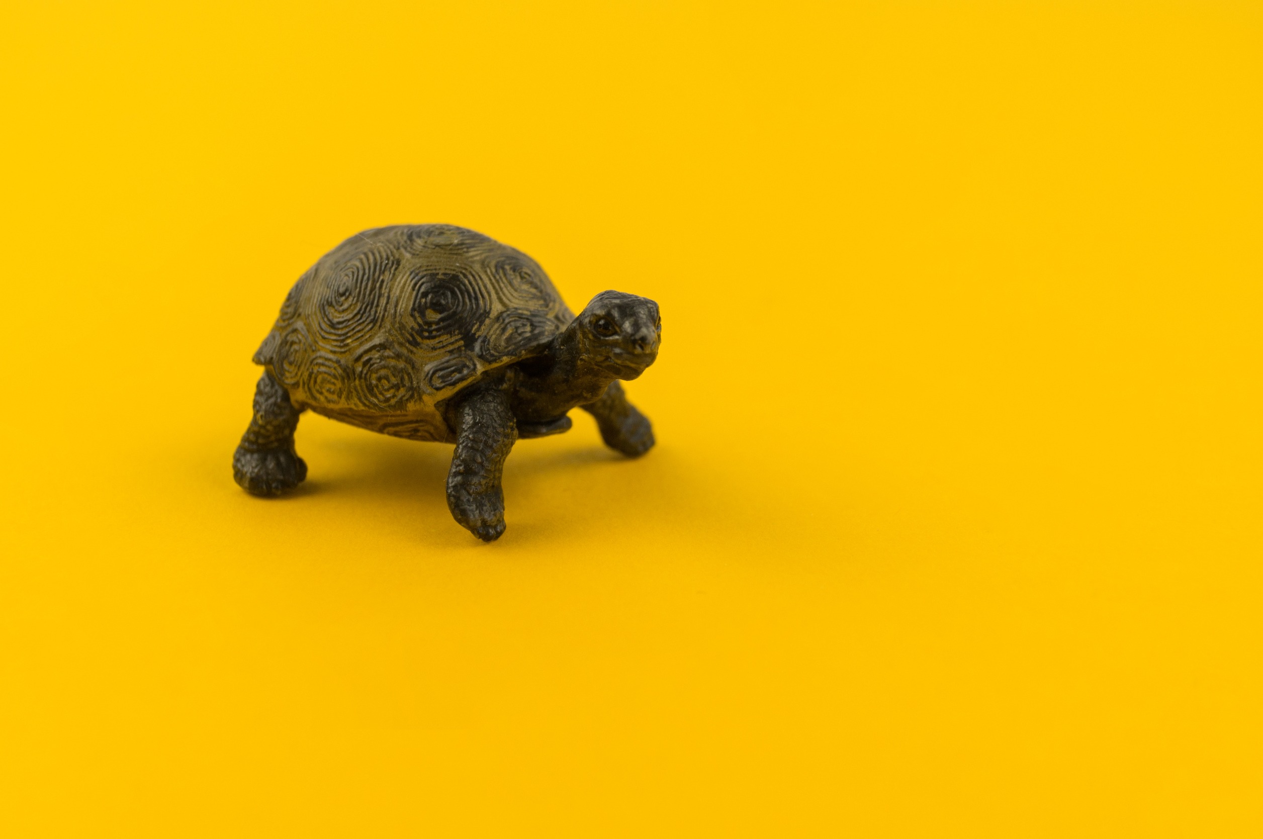 Tortoise Spelling Guide: Mastering the Correct Spelling with Ease