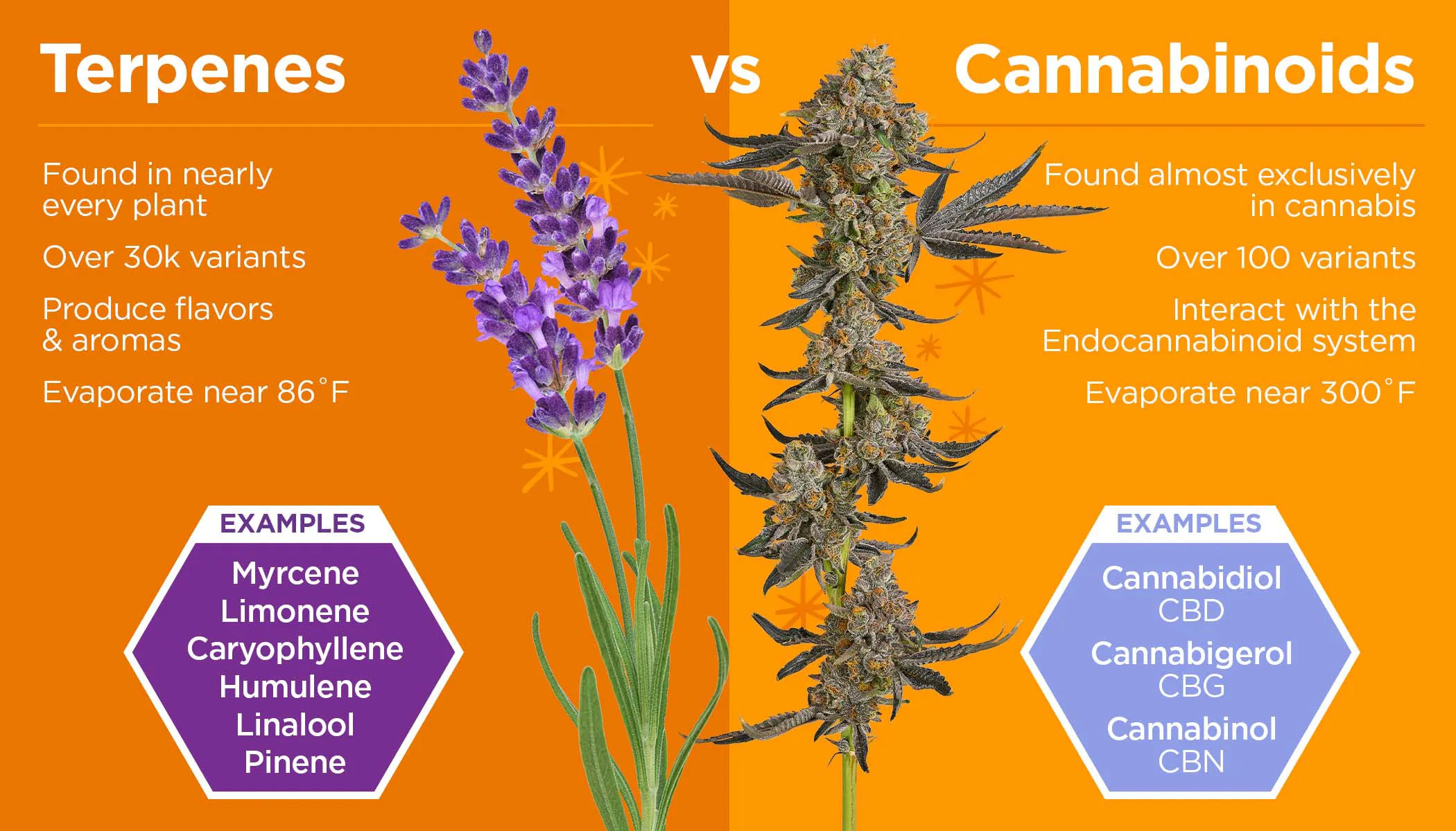 Terpenes Weed Myrcene Understanding This Key Cannabis Terpene