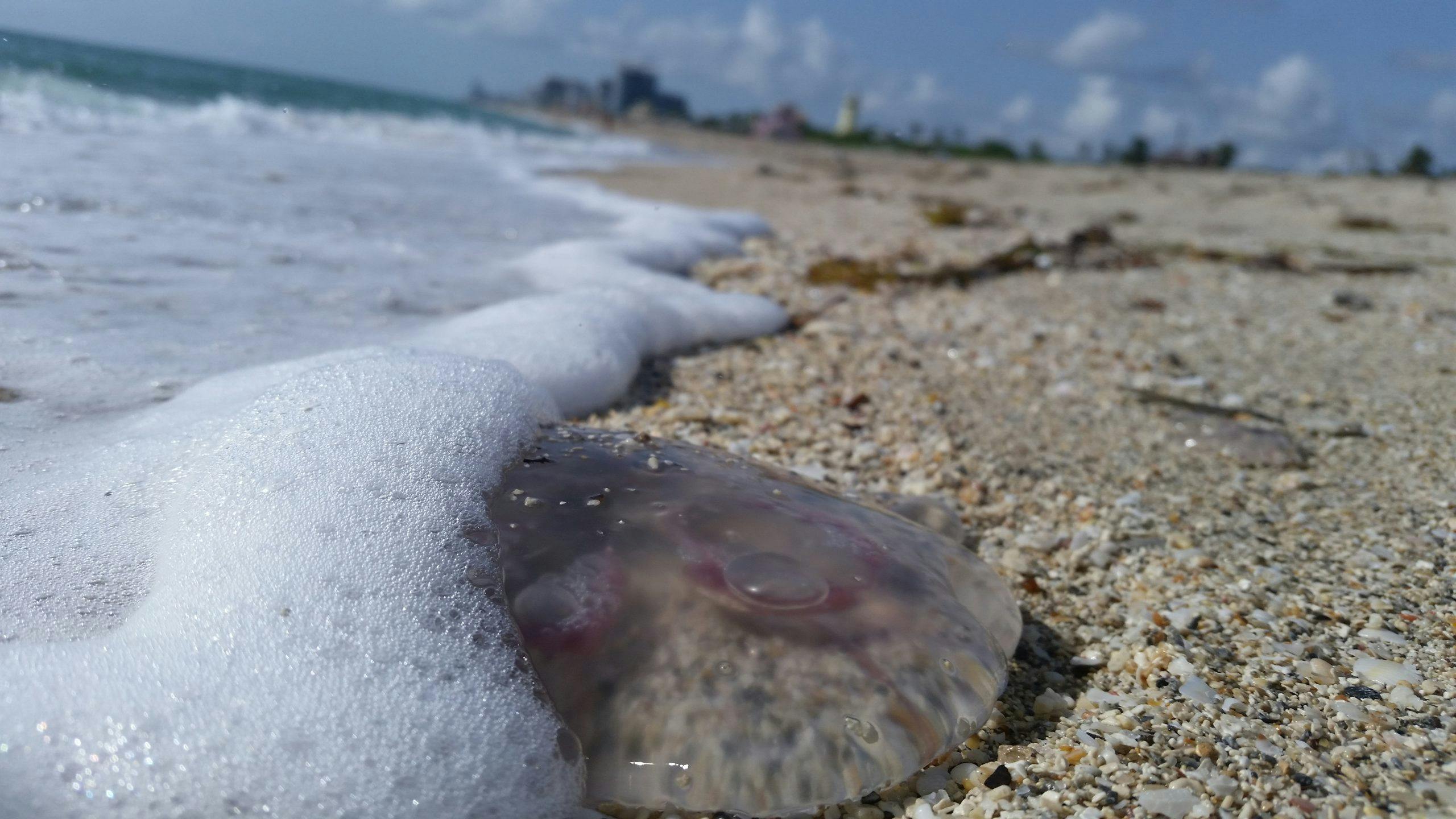 Jelly Fish On Beach