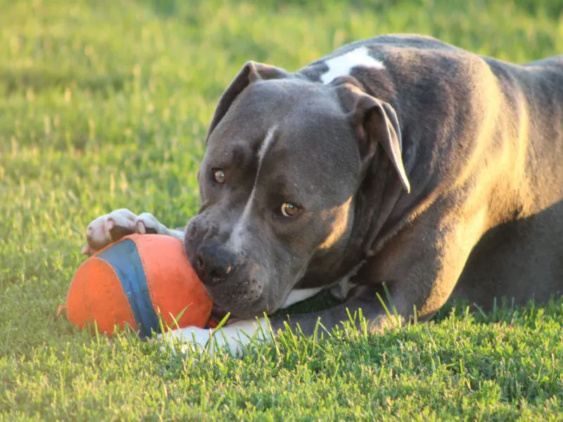 Dog Attacks - Call For Owners To Take Responsibility | Switalskis