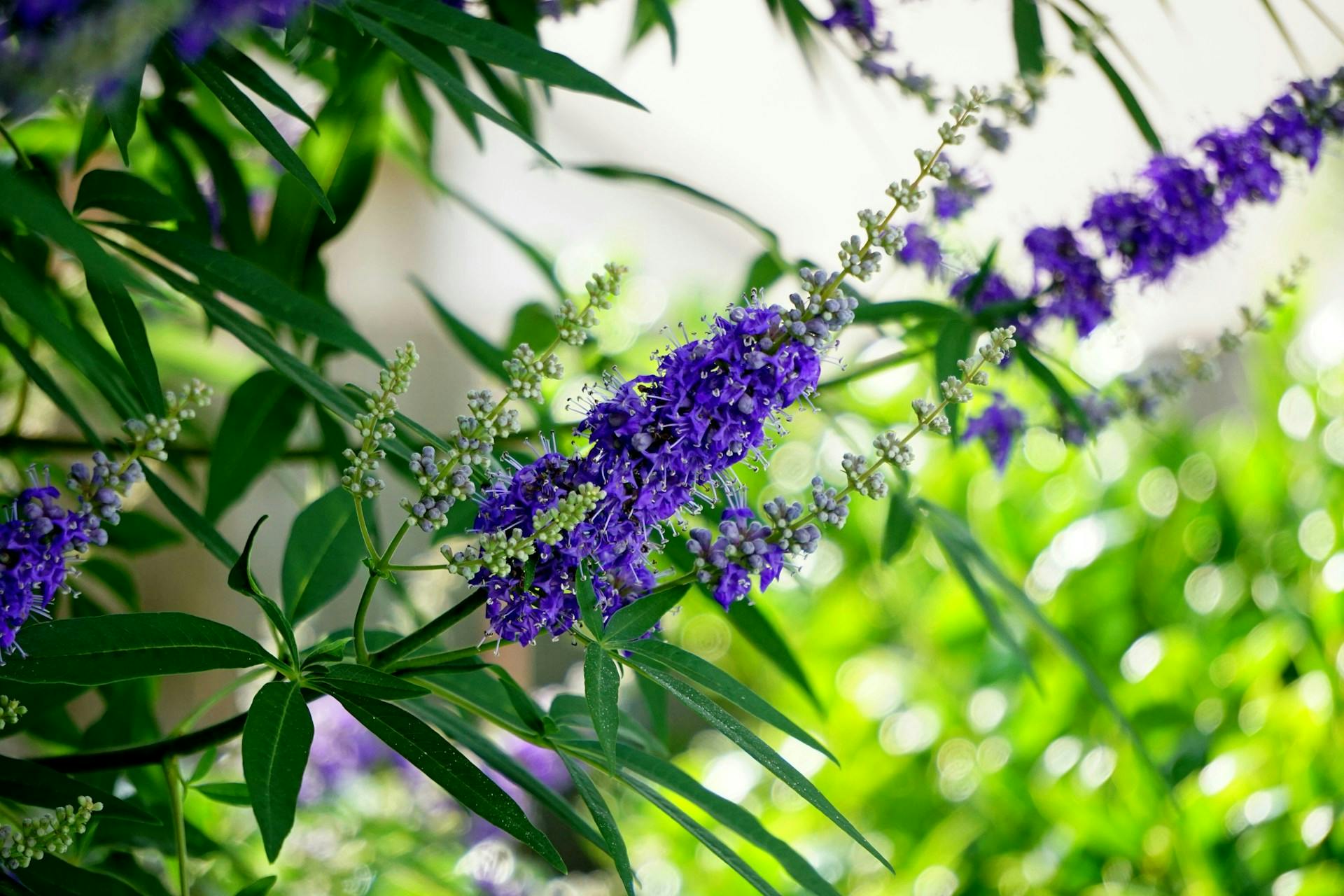 Does Vitex chaste tree extract help with hormonal imbalance in women?