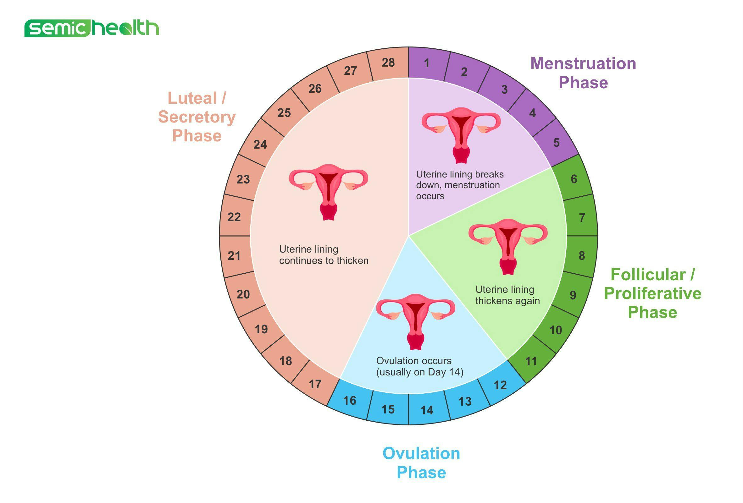 Menstrual cycle and period: Phases, hormones, tracking tips, and ...
