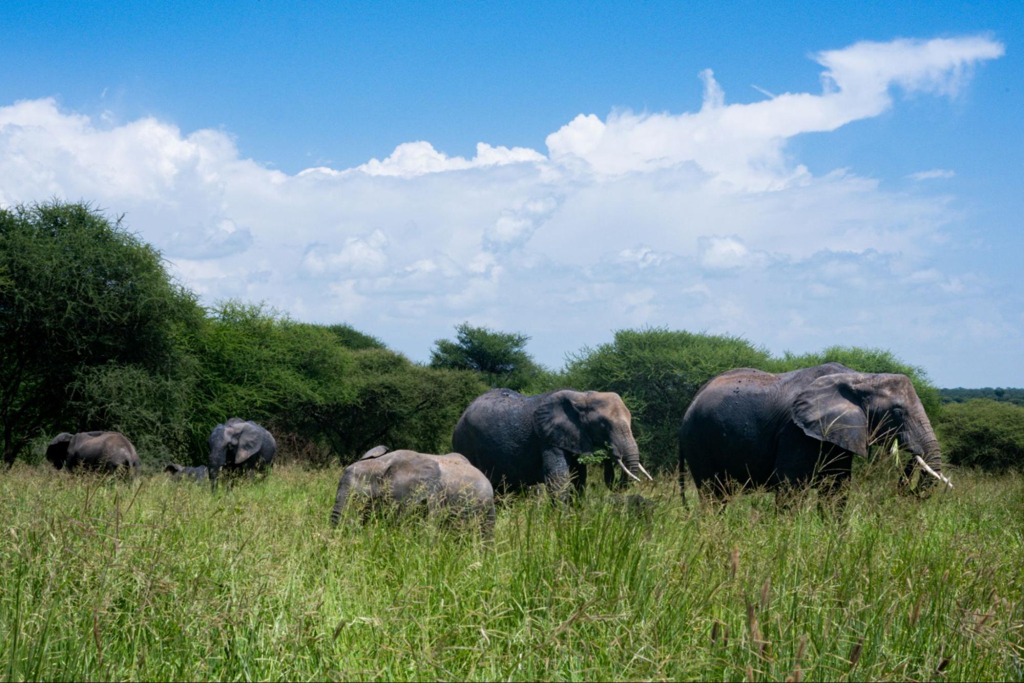 Tanzania Visa Check: A Simple Step-By-Step Guide