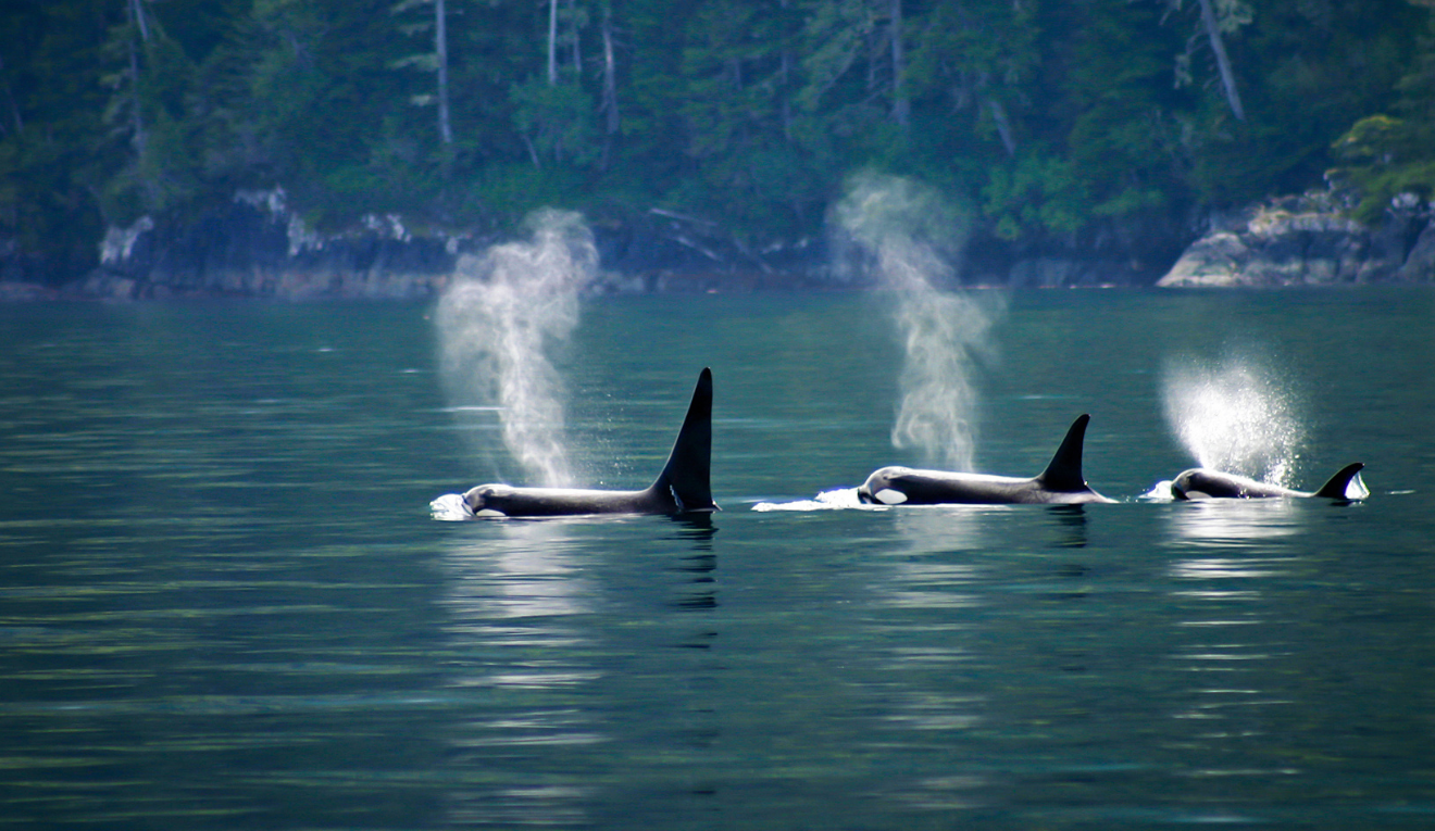 Direct From: The Whale Trail