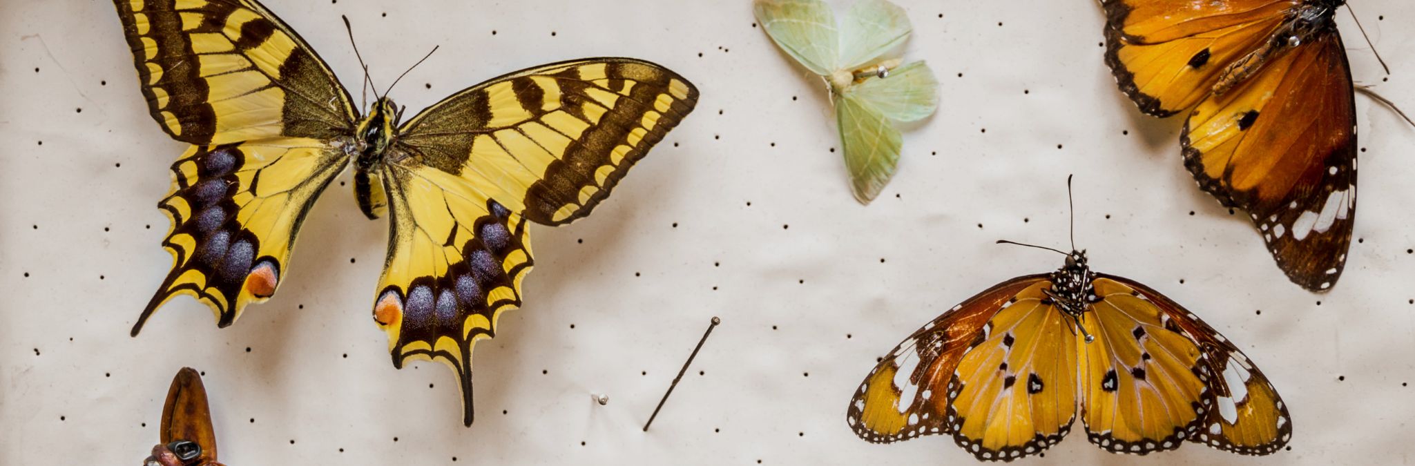 Insect Workshops - Bugs & Bytes Summer Science @ Spark