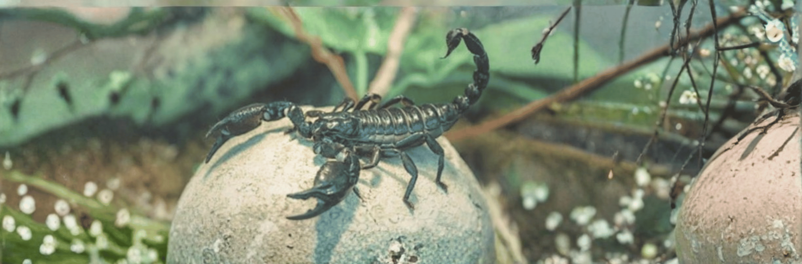 Claws for Effect! | A Scorpion Taxidermy Workshop at TELUS Spark