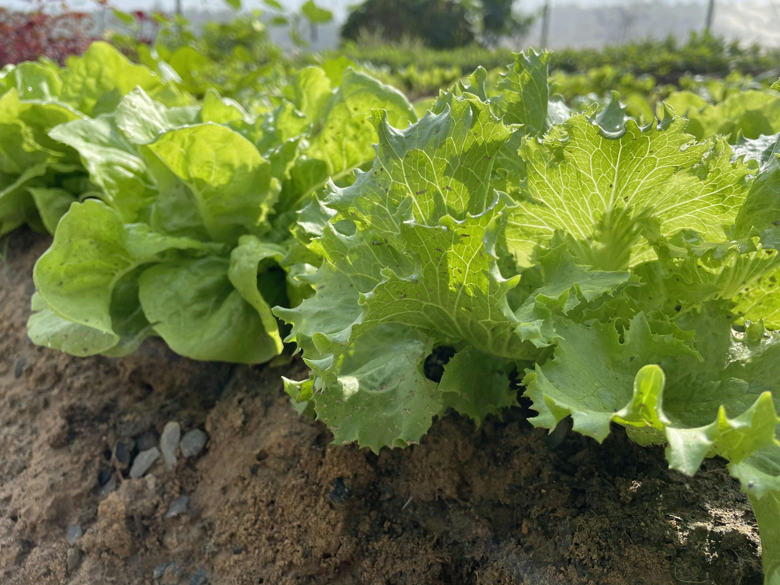 SORA gardens Links - Sport and Entertainment Area with The First ...