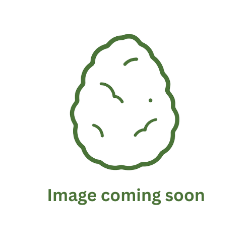 EARLY FROST | 7G SPECIAL – Premium Cannabis Products Near Me