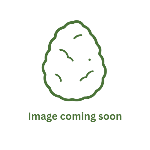 FRESH SQUEEZE – Premium Cannabis Products Near Me