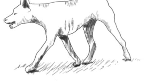 The Askal – The Collegian Magazine