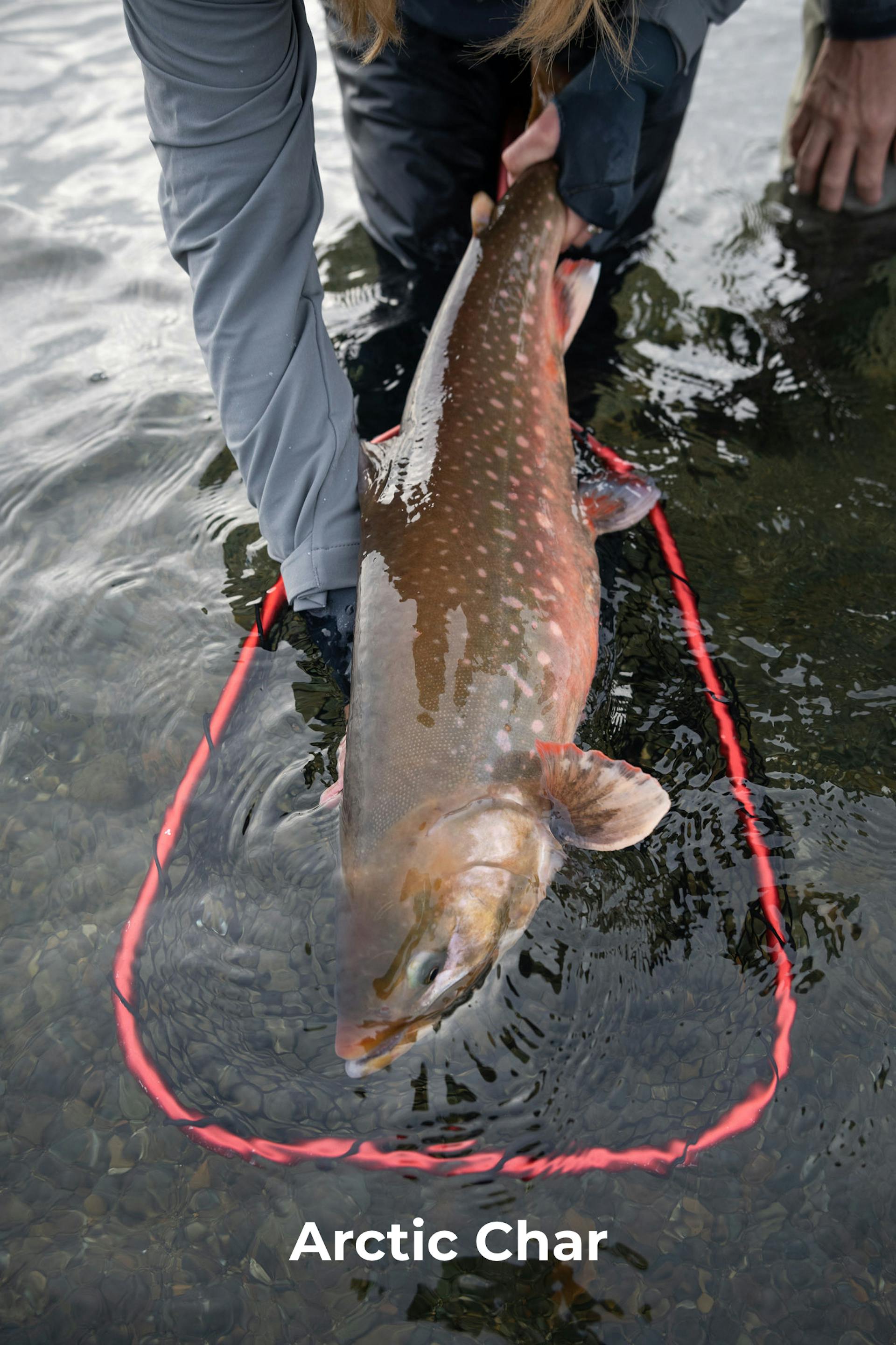 Arctic Char - The Lodge at 58* North