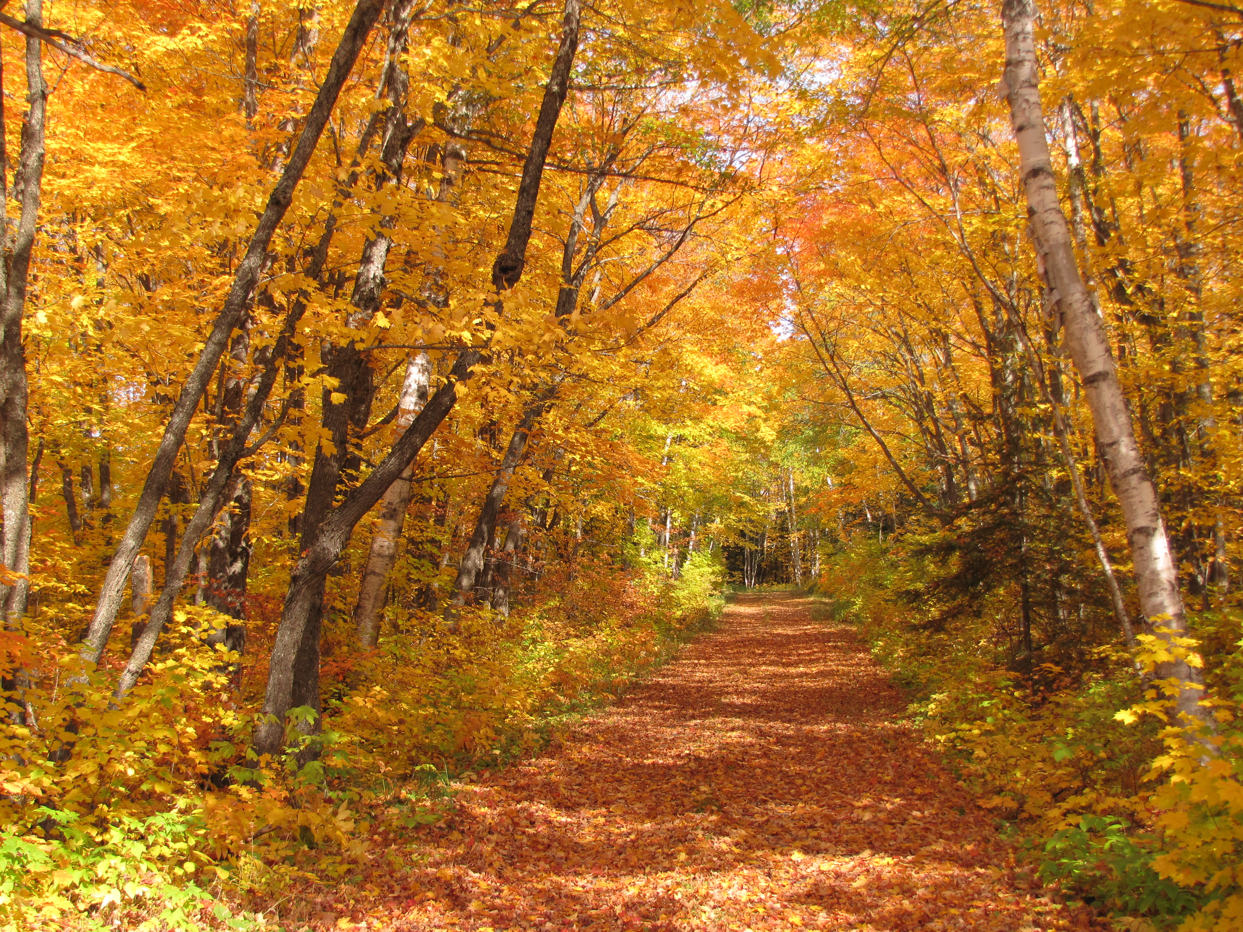 The Nine Best National Forest Destinations for Fall Foliage - THOR ...