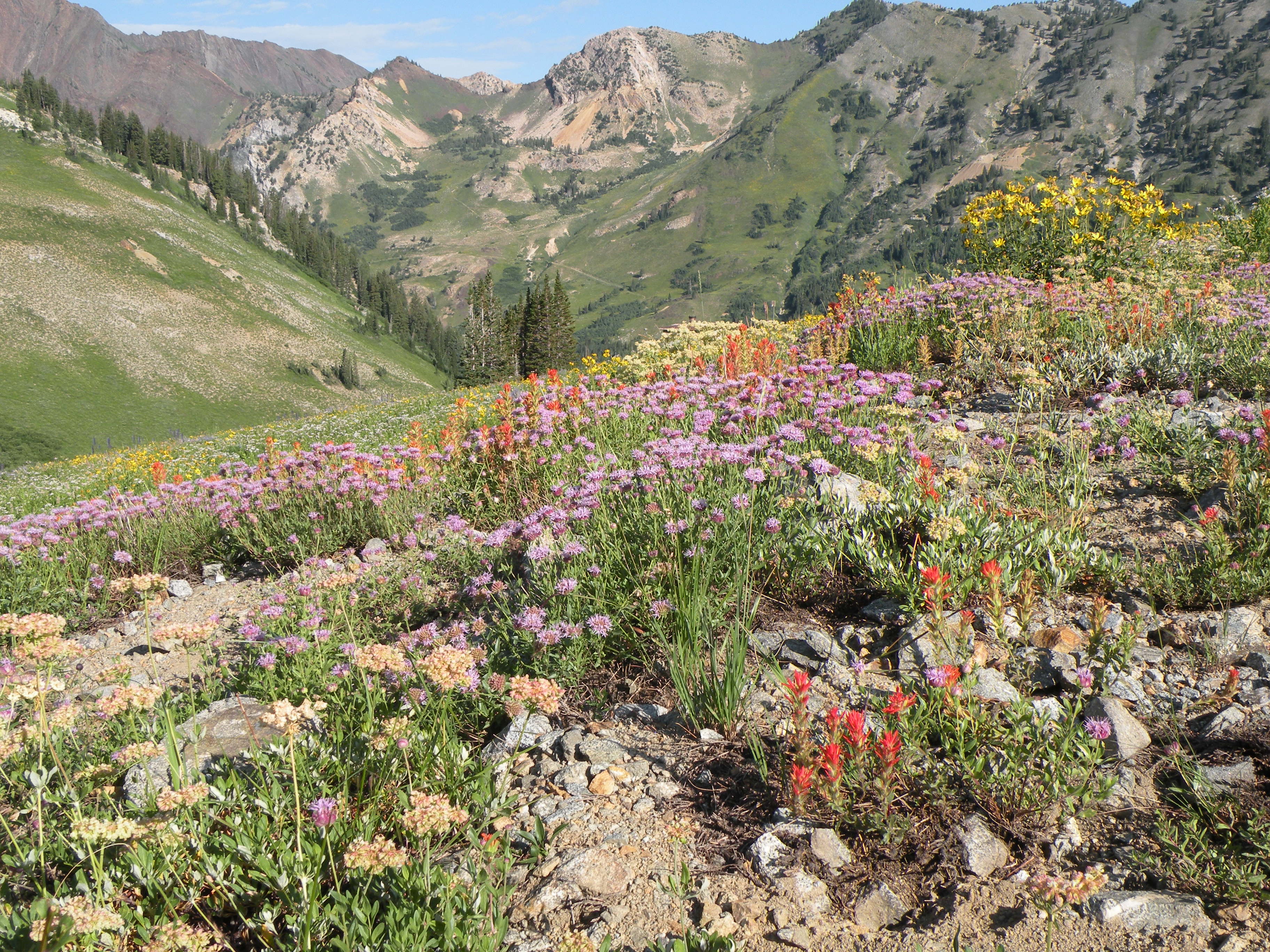 RV Travel Guide — Camping in Uinta-Wasatch-Cache National Forest - THOR ...