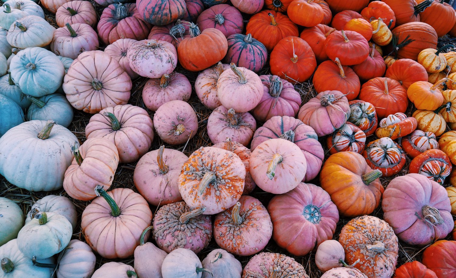 How to set up a profitable pumpkin patch on your farm or land ...