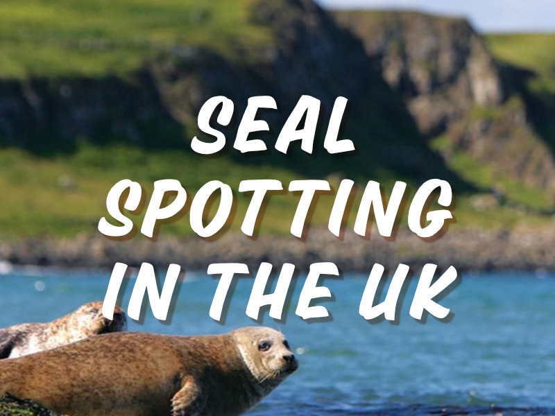 Where to spot seals in the UK