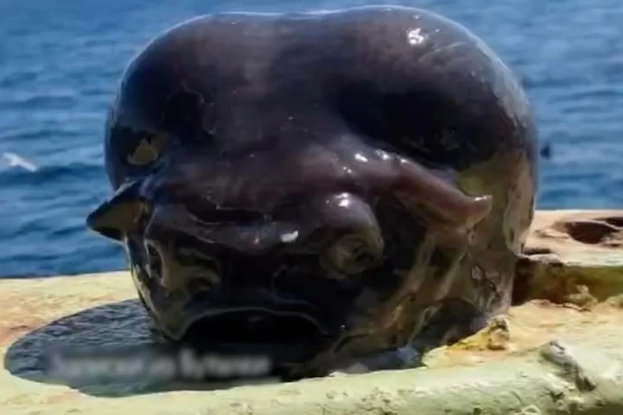 Vis of alien? Rus haalt bijzonder wezen uit het water