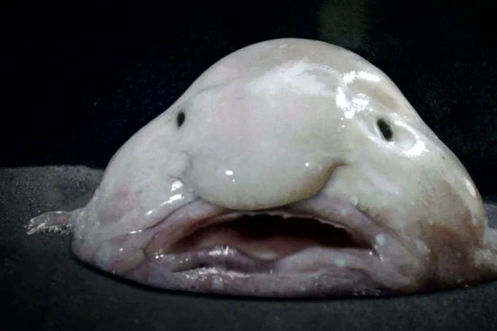 De blobvis: van lelijkste dier tot vis van het jaar in Nieuw-Zeeland