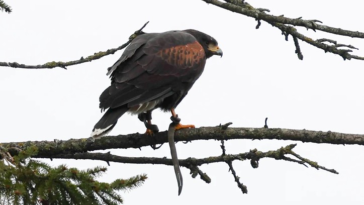 Aggressive hawk that terrorized English village for weeks finally ...