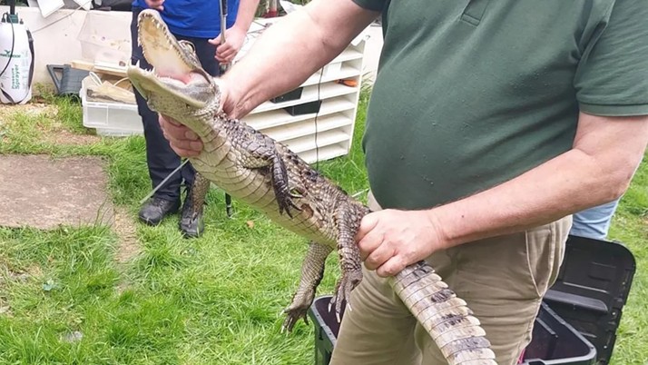 Police seize caiman during drugs and weapons raid
