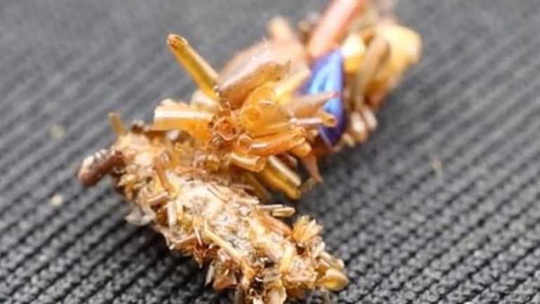 Wetenschappers ontdekken vleesetende rups