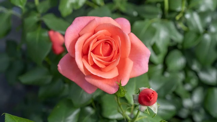 Rose named after Princess of Wales to celebrate 'power of nature'