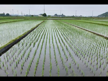 How did Japan’s rice crisis get this far?