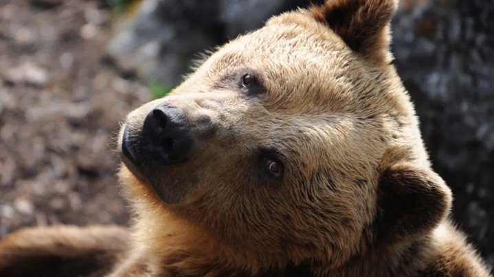 Slovakia approves sale of brown bear meat to public