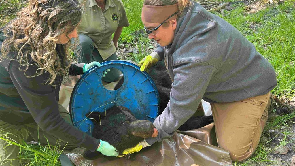 Amerikaanse beer na twee jaar bevrijd van plastic kraag