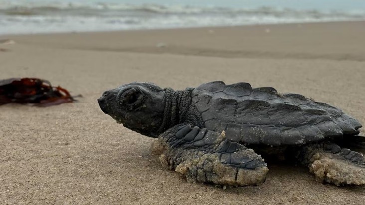 Endangered turtles share this Mexican beach with SpaceX rocket debris