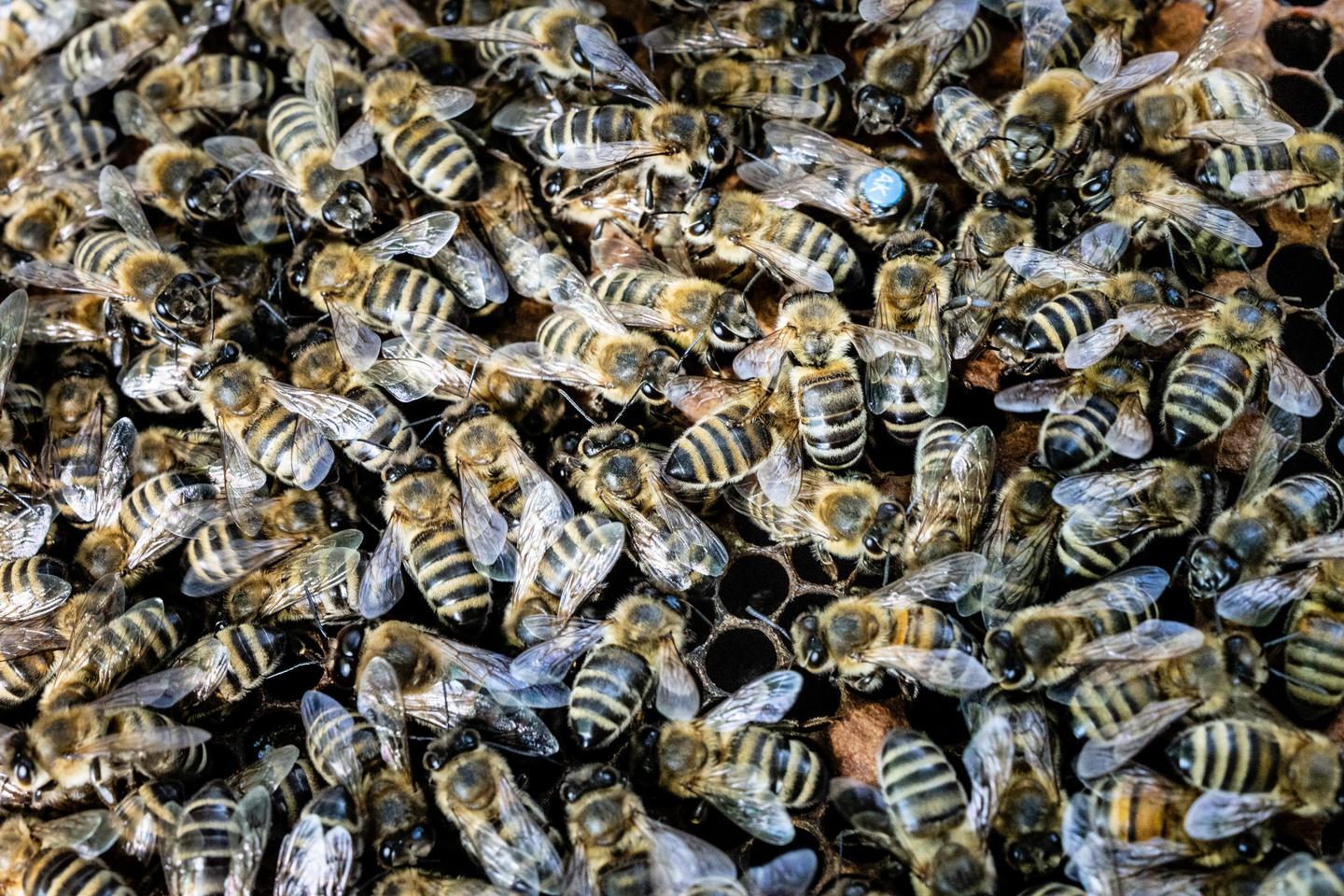 Zwerm bijen valt toevallige voorbijgangers in Frankrijk aan