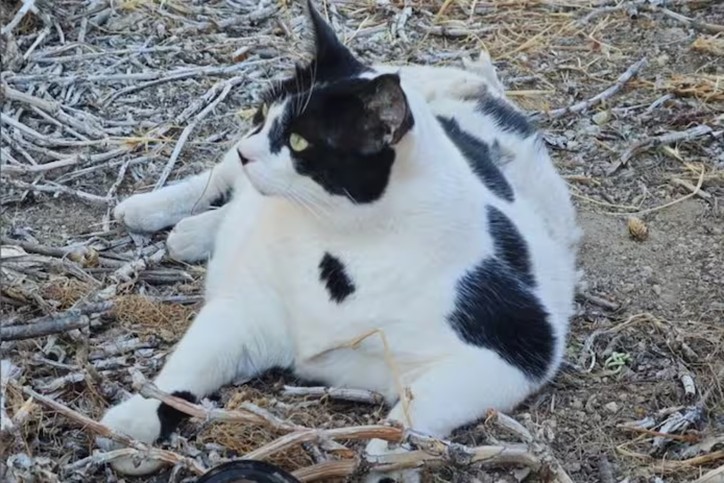 Toeristen op Kreta zijn in de ban van Chonkus Maximus