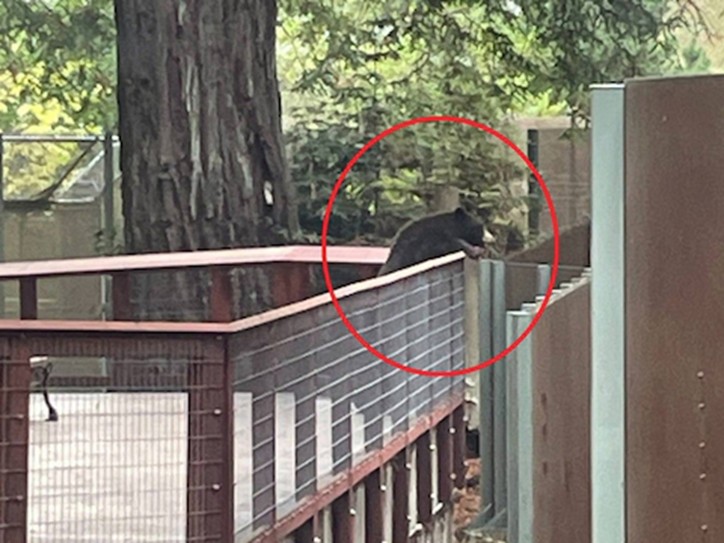 Wilde beer brengt bezoekje aan soortgenoten in Amerikaanse zoo