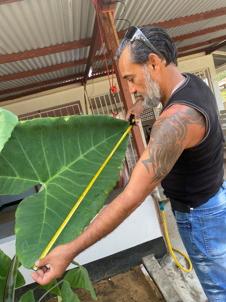 Wahied Modiwirijo oogst reuze tayerblad